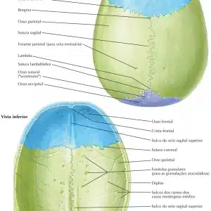 cranio-4 – Anatomia papel e caneta