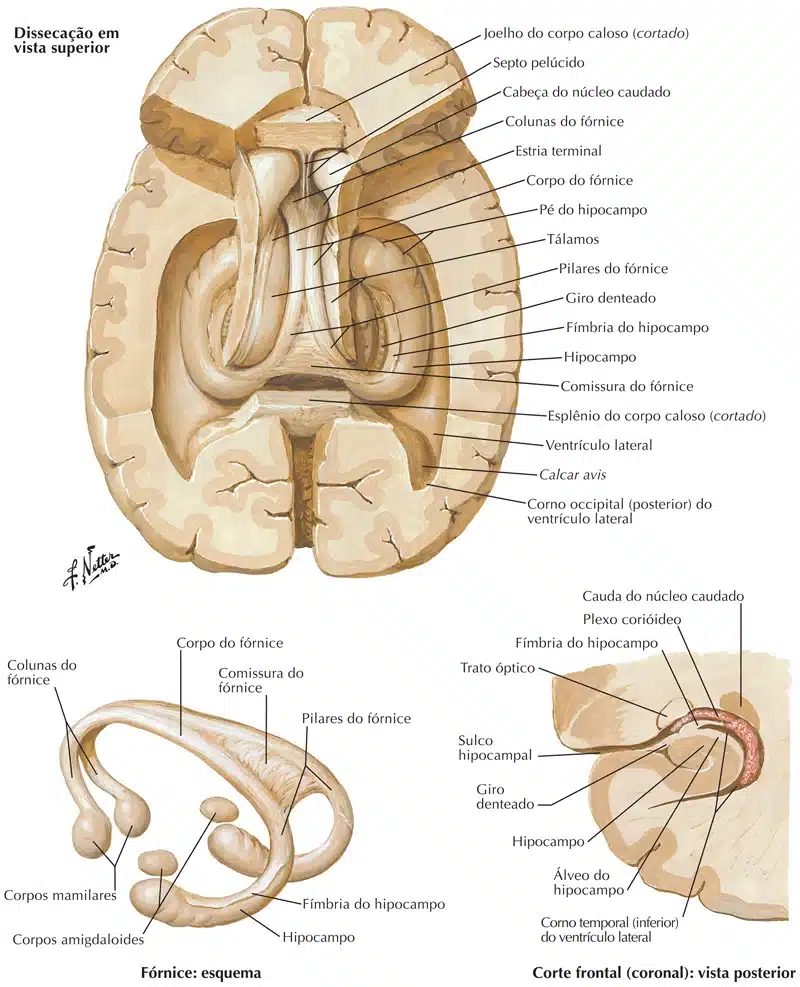 N cleos Da Base Anatomia Papel E Caneta