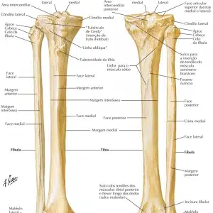 Tíbia-e-fíbula-1 – Anatomia papel e caneta
