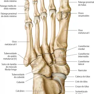 ossos do pé 3 – Anatomia papel e caneta