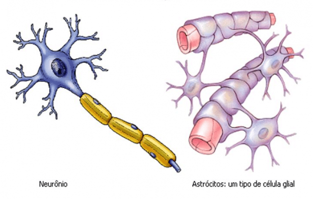 Células do sistema nervoso – Anatomia papel e caneta