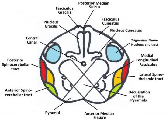 Tronco encefálico – Anatomia papel e caneta